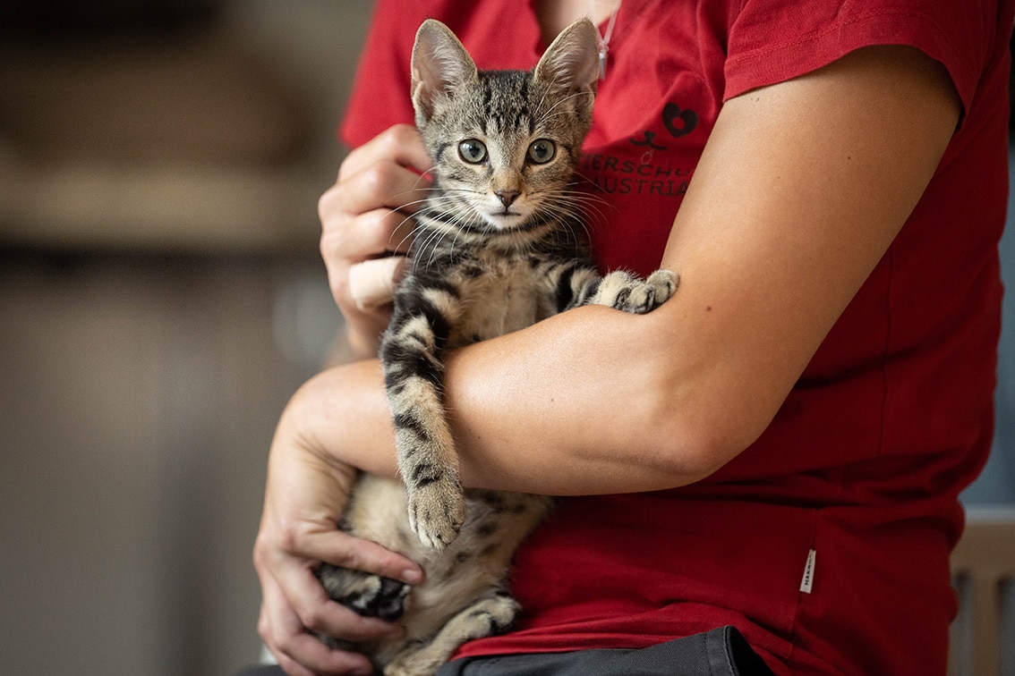 Tierschutz Austria - Wiener Tierschutzverein - Seit 1846
