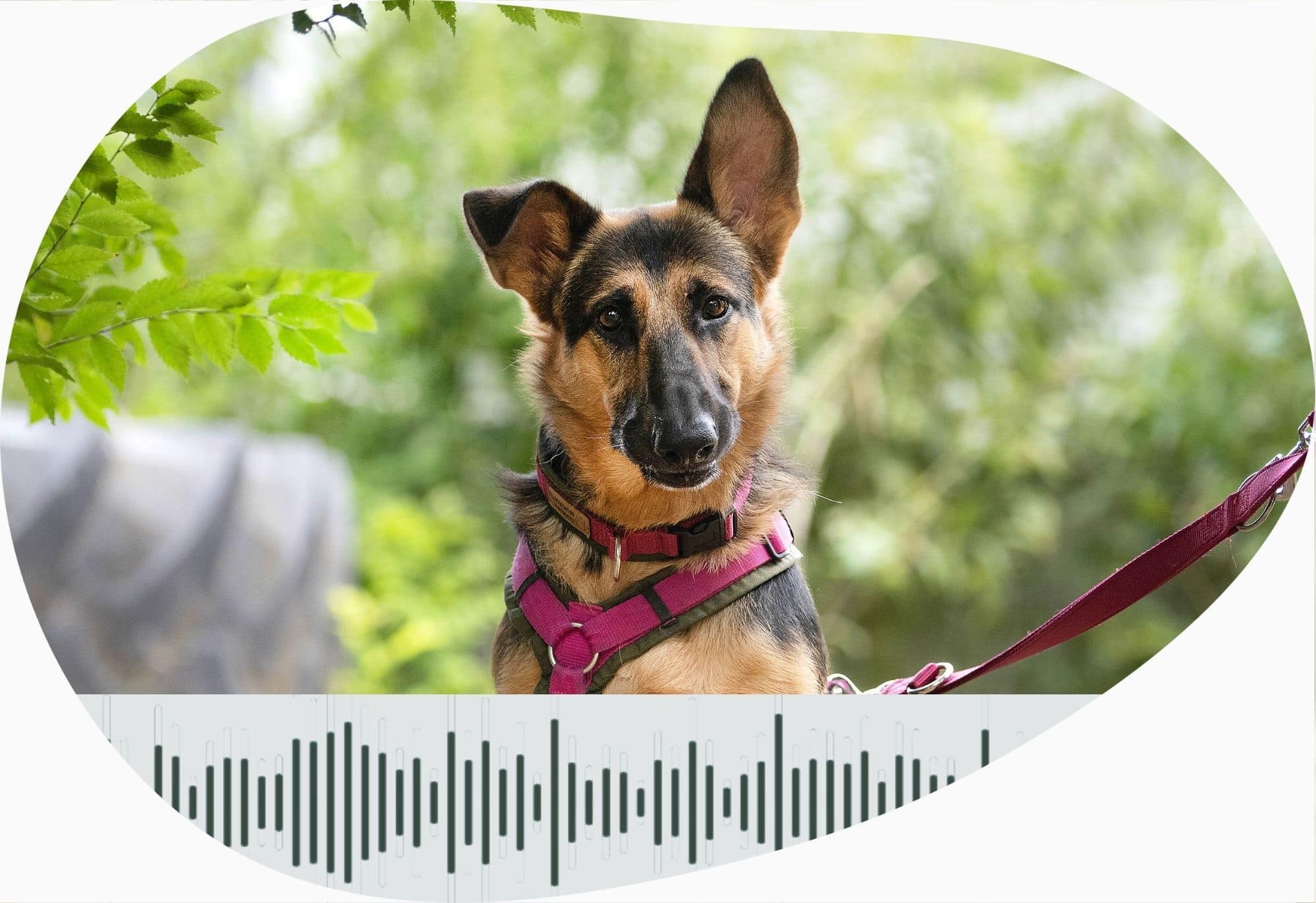 Erlebe uns - Tierschutz Austria