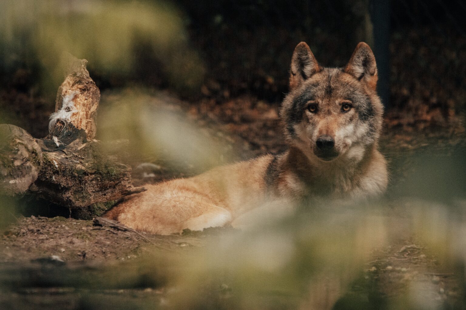 Wolf: Tierschutz Austria kämpft am EuGH für Artenschutz!