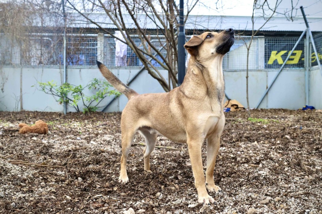 Unsere Tiere - Tierschutz Austria - Die Stimme der Tiere....