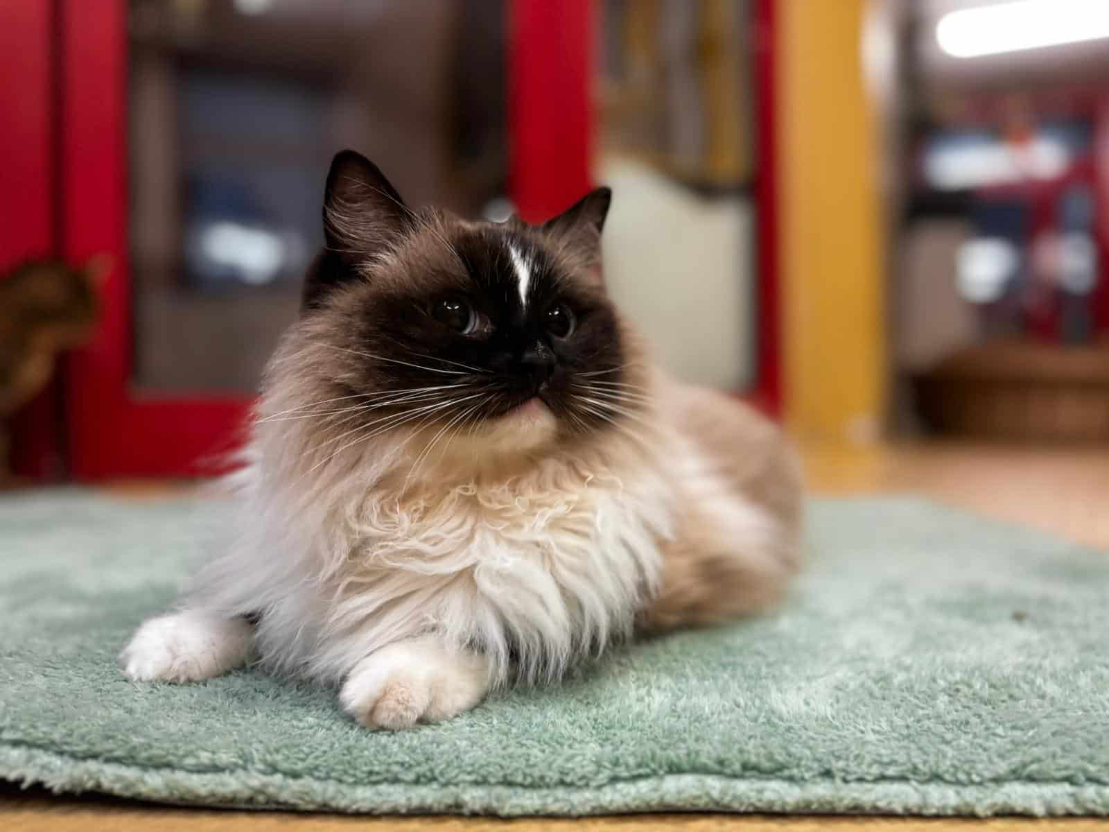 Ataxie bei Katzen – Ursachen, Symptome + 7 wertvolle Tipps